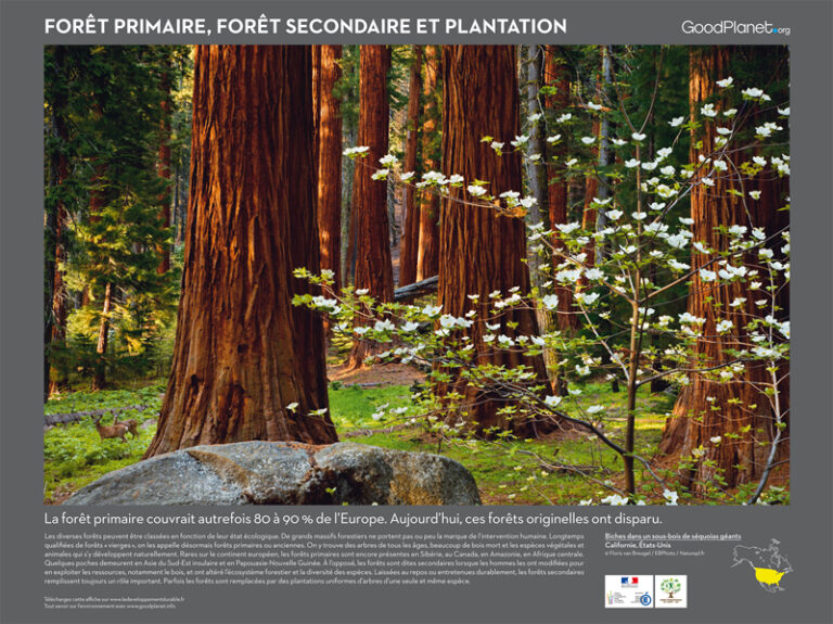 Représenter la forêt - Graines de livres